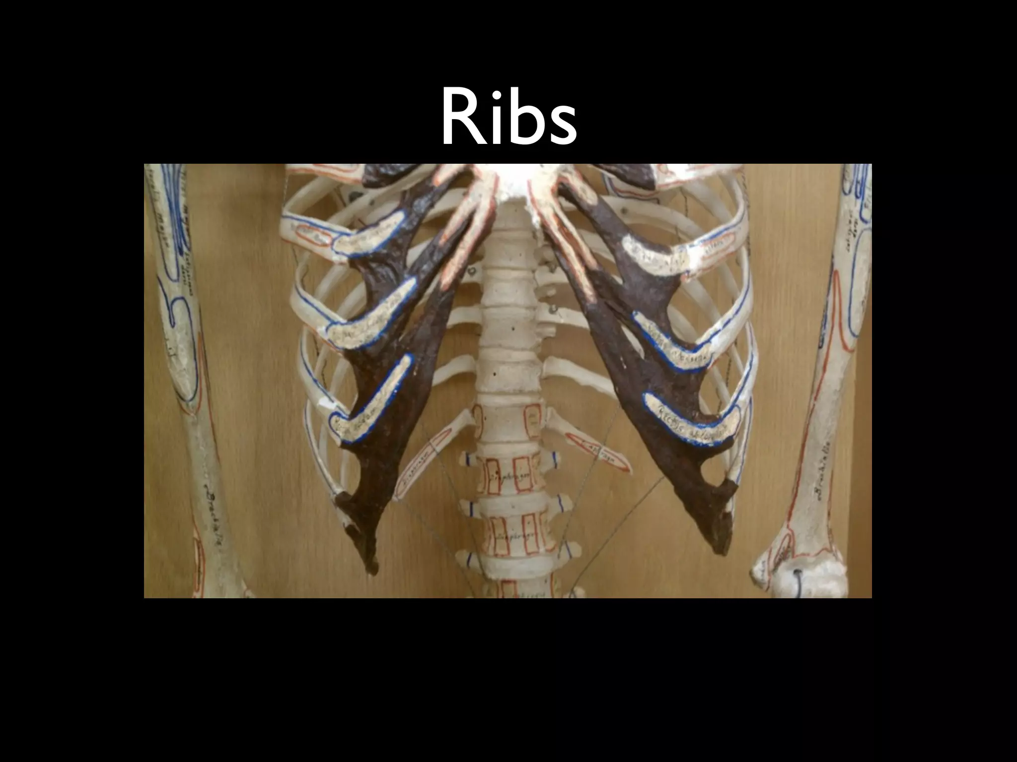 The thoracic cage | PPT