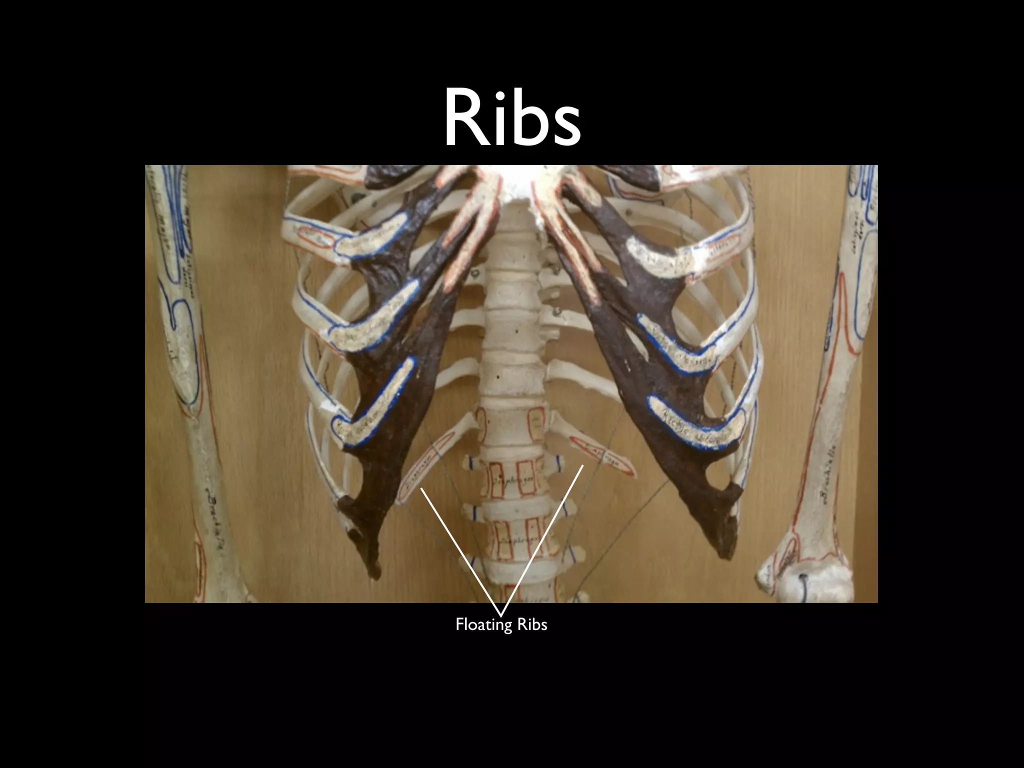 The thoracic cage | PPT