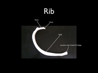 The thoracic cage | PPT