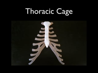The thoracic cage | PPT