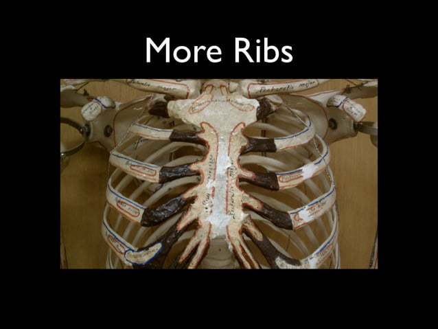 The thoracic cage | PPT