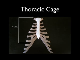 The thoracic cage | PPT