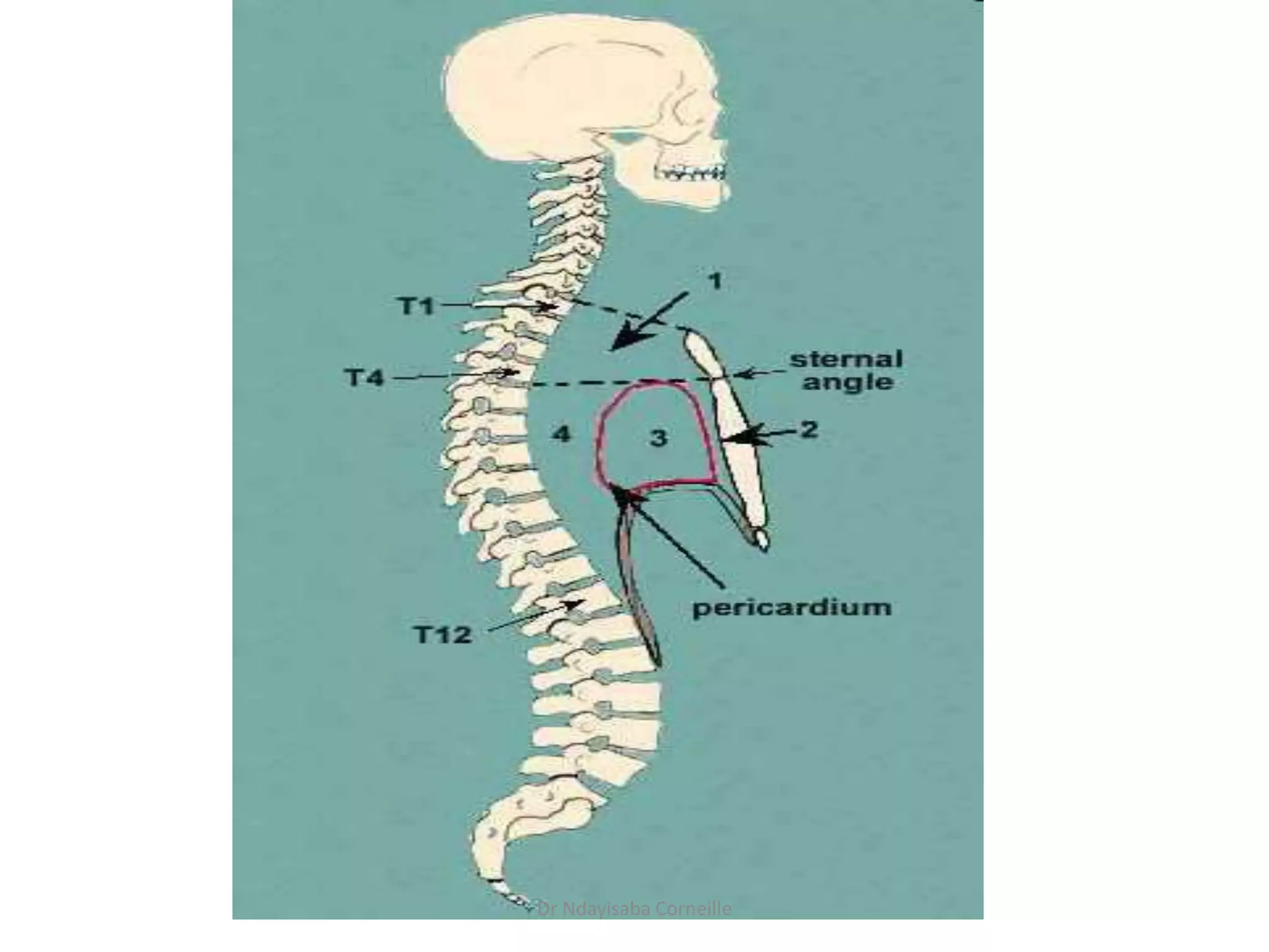 The Thoracic cage Anatomy.pptx