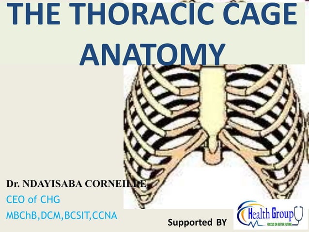 The Thoracic cage Anatomy.pptx | Death, Injury, or Military Conflict ...