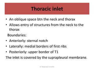 The Thoracic cage Anatomy.pptx