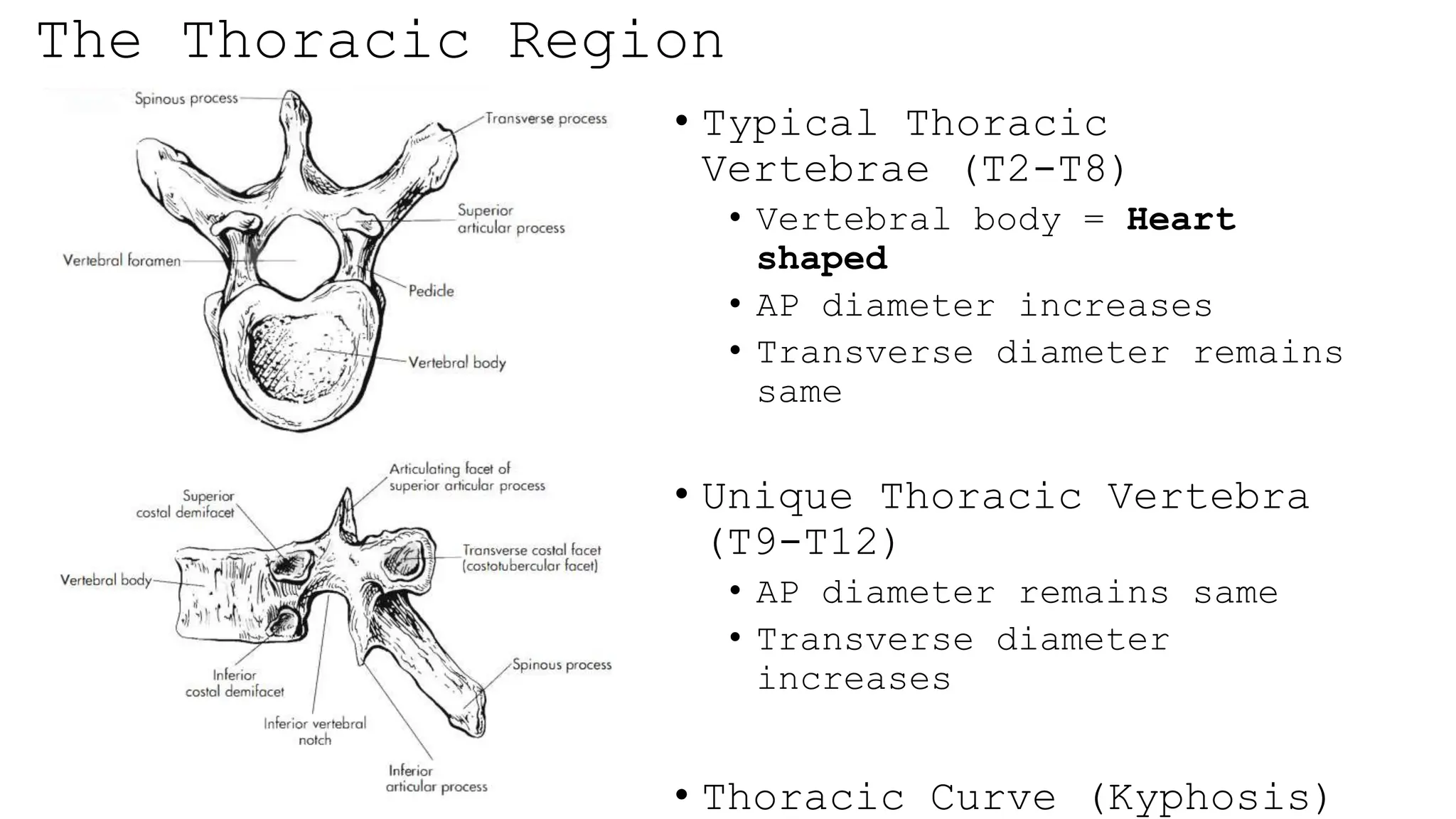 The Thoracic Region power point presentation- SBSL - HI.pptx