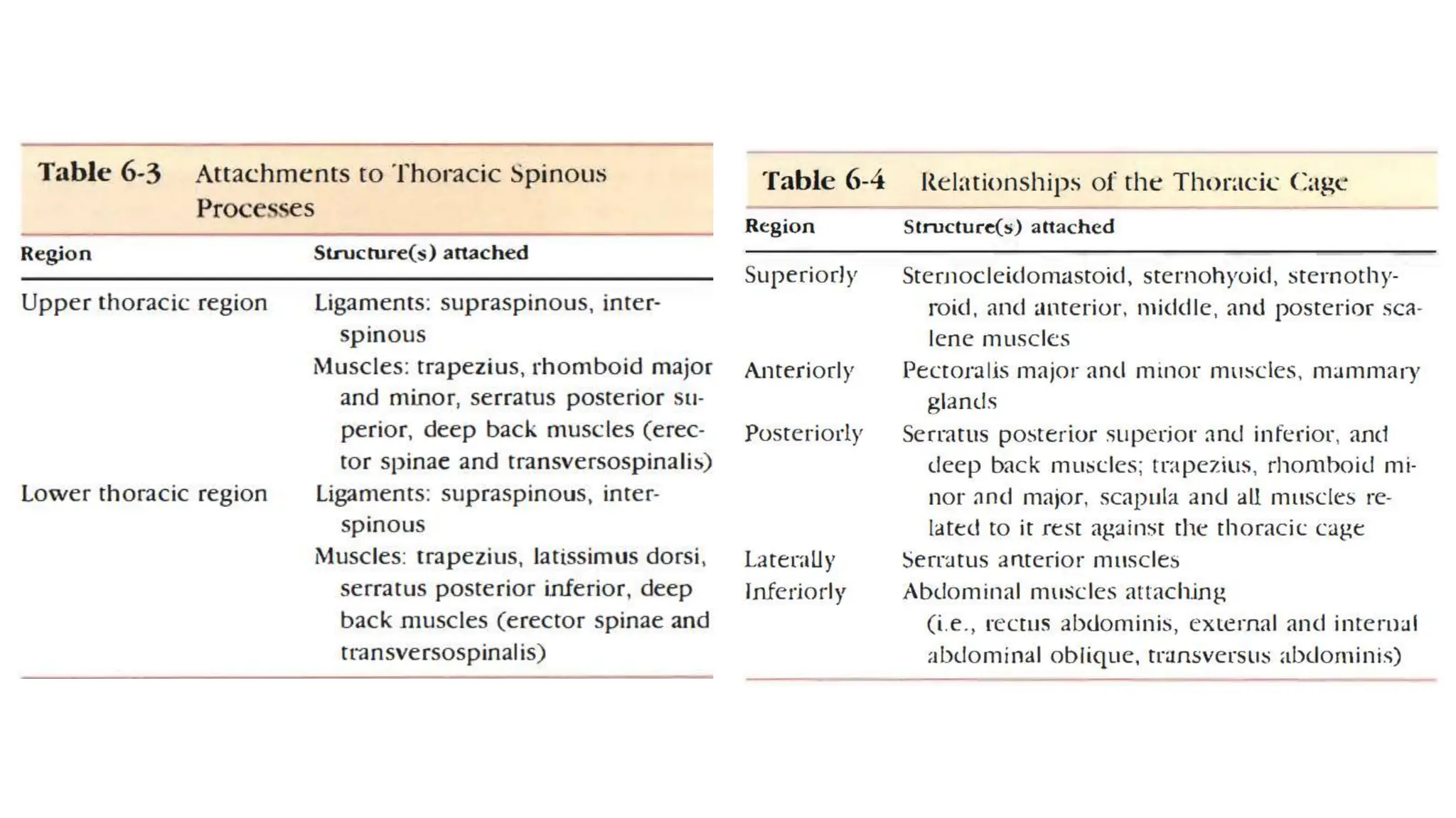 The Thoracic Region power point presentation- SBSL - HI.pptx