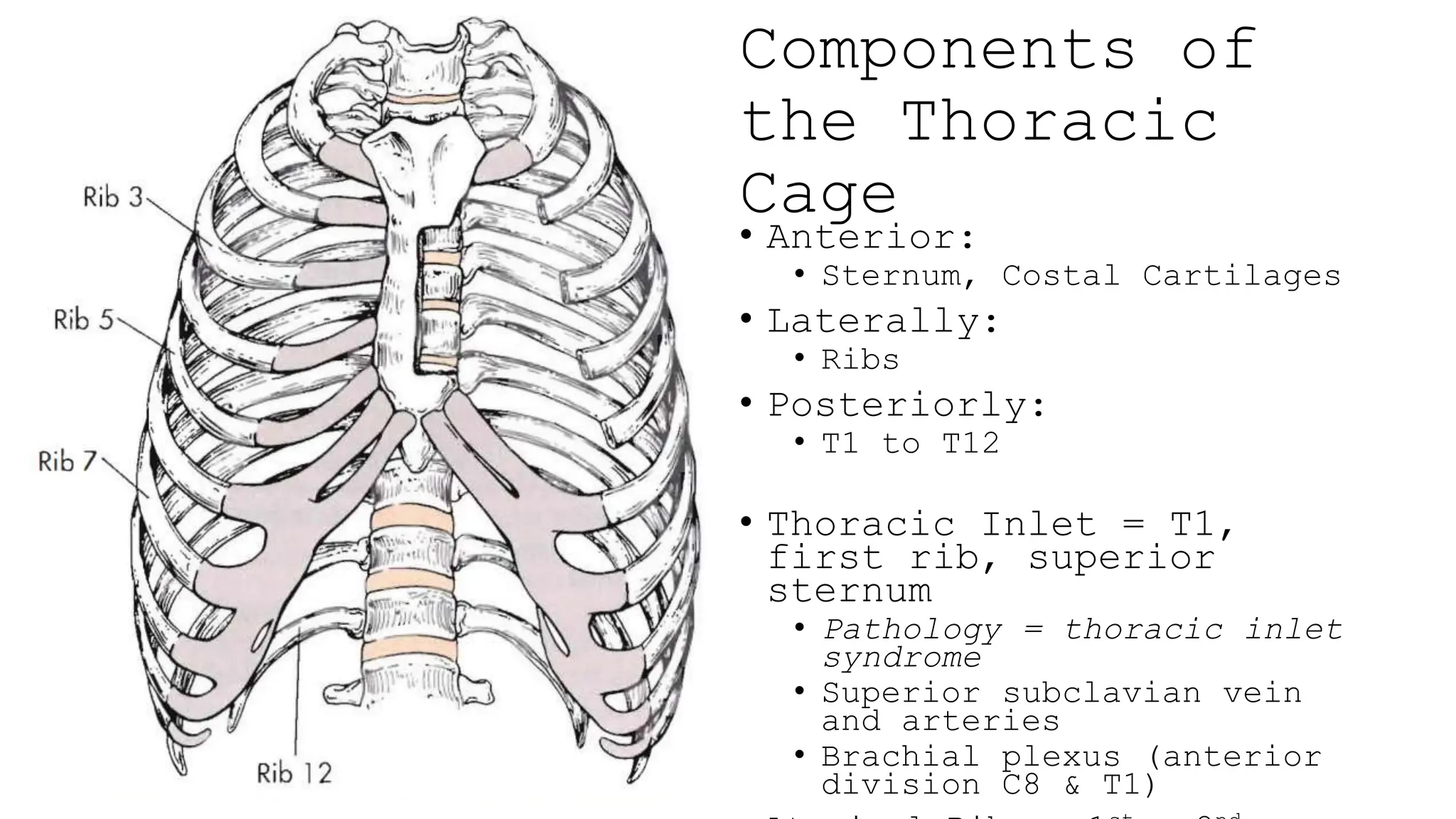 The Thoracic Region power point presentation- SBSL - HI.pptx