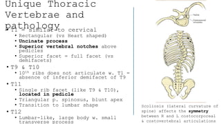 The Thoracic Region power point presentation- SBSL - HI.pptx