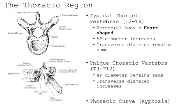 The Thoracic Region power point presentation- SBSL - HI.pptx