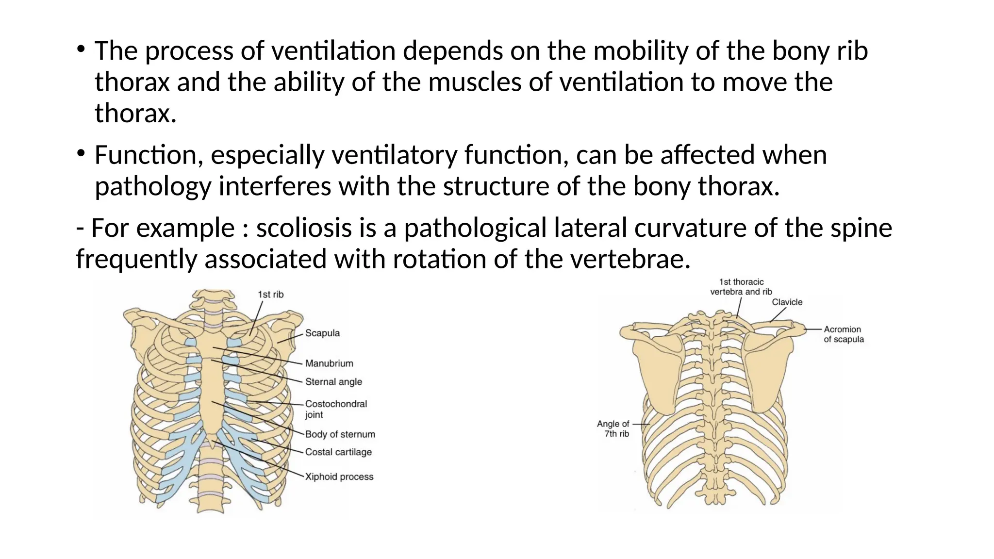 THE THORAX AND CHEST WALL BIOMECHANICS.pptx