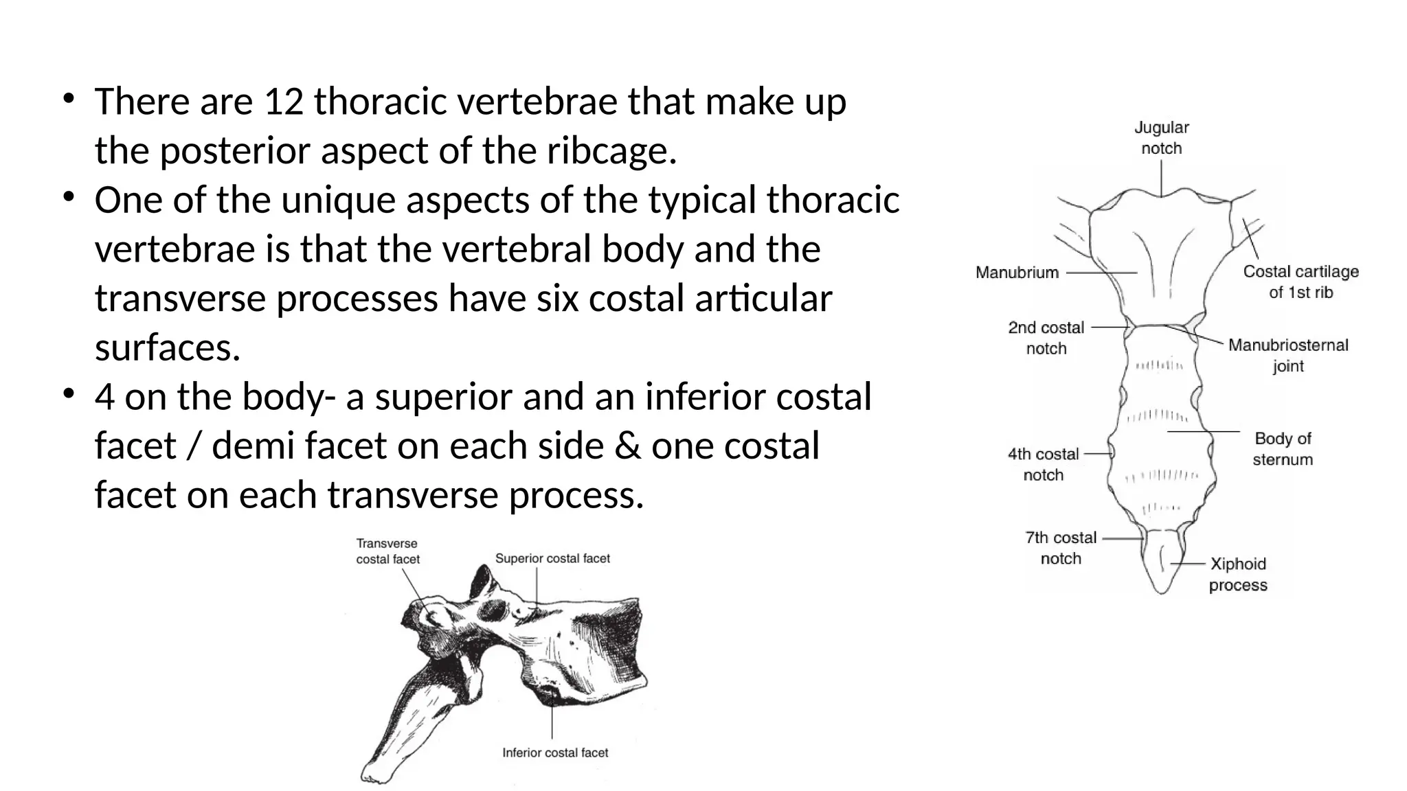 THE THORAX AND CHEST WALL BIOMECHANICS.pptx