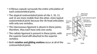 THE THORAX AND CHEST WALL BIOMECHANICS.pptx