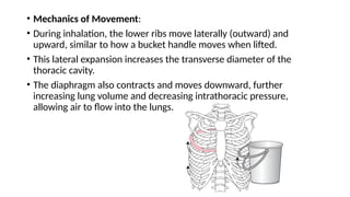 THE THORAX AND CHEST WALL BIOMECHANICS.pptx