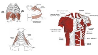 THE THORAX AND CHEST WALL BIOMECHANICS.pptx