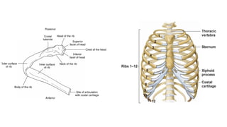 THE THORAX AND CHEST WALL BIOMECHANICS.pptx