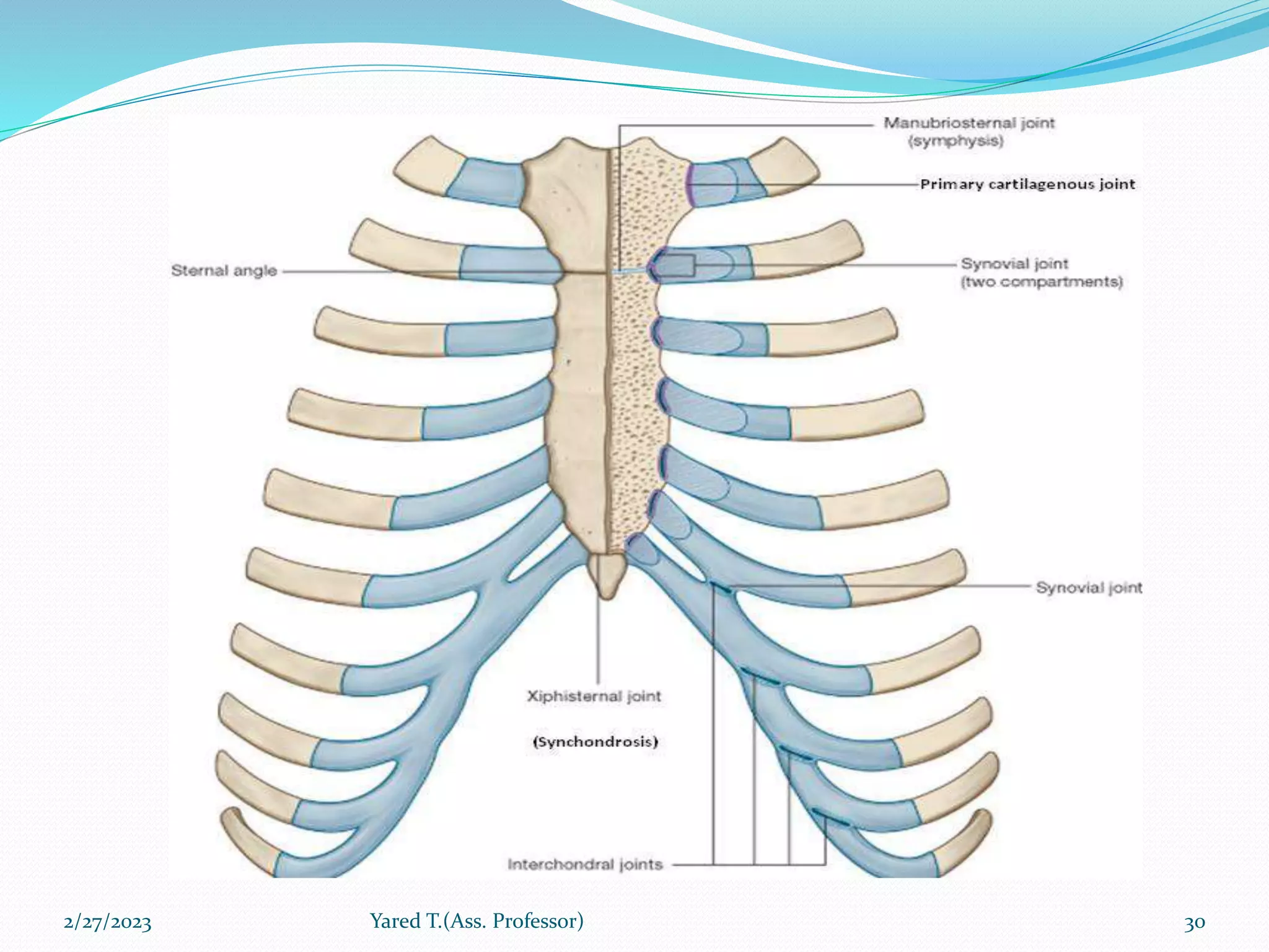The thorax PG CM.pptx
