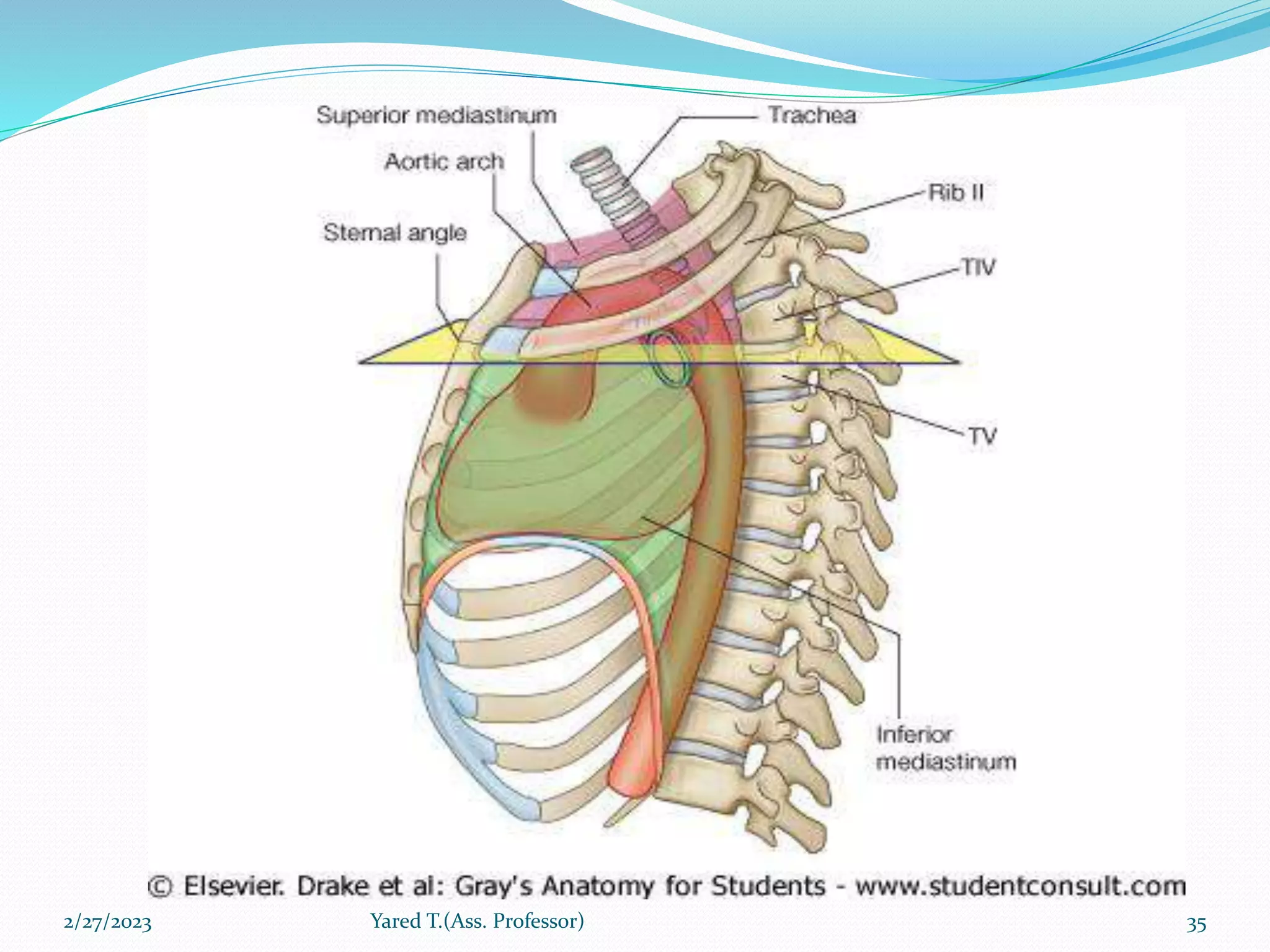 The thorax PG CM.pptx