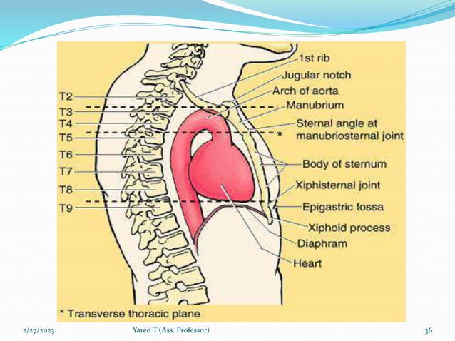 The thorax PG CM.pptx