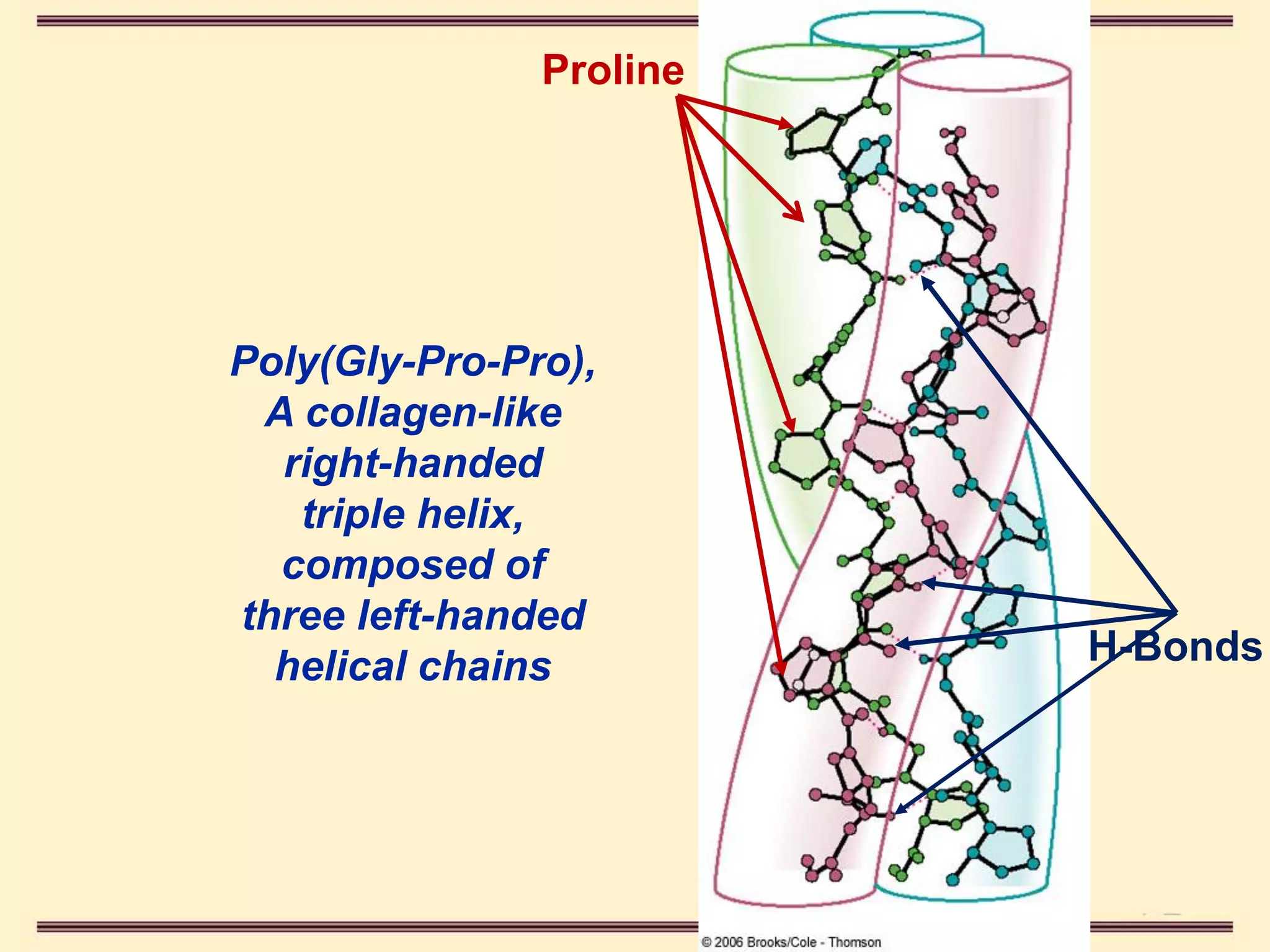 THE THREE DIMENSIONAL STRUCTURE OF PROTEINS.pdf