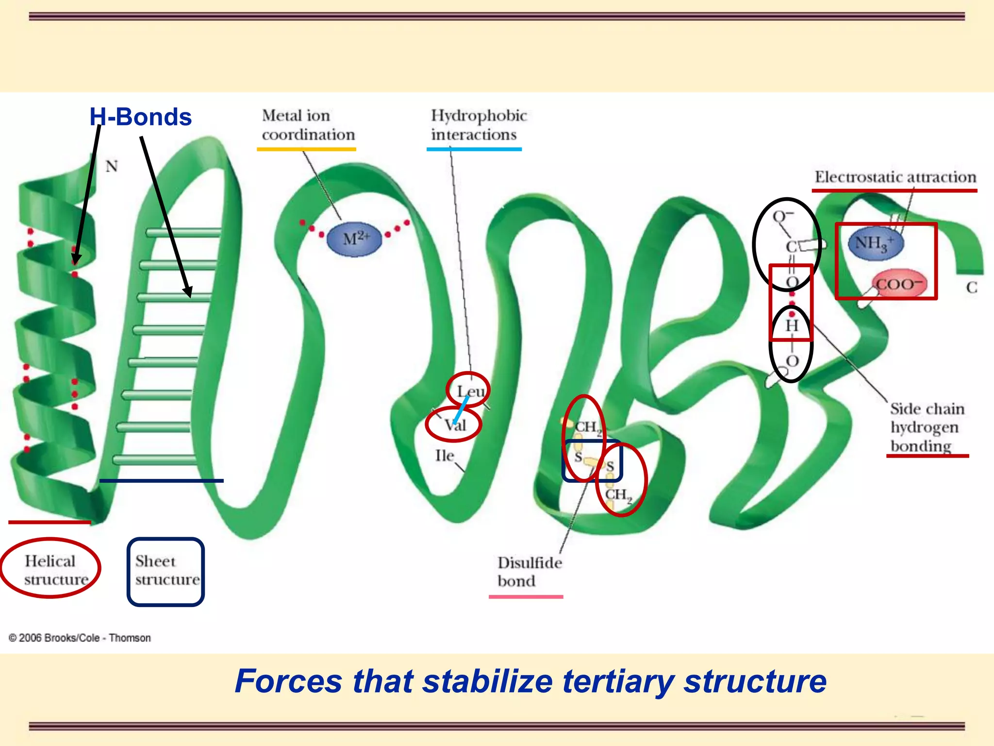 THE THREE DIMENSIONAL STRUCTURE OF PROTEINS.pdf
