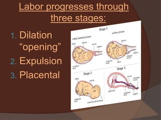 The Three Stages Of Labor And Delivery | PPTX