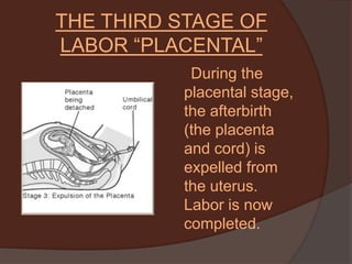 The Three Stages Of Labor And Delivery | PPTX