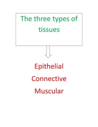 The three types of tissues | PDF
