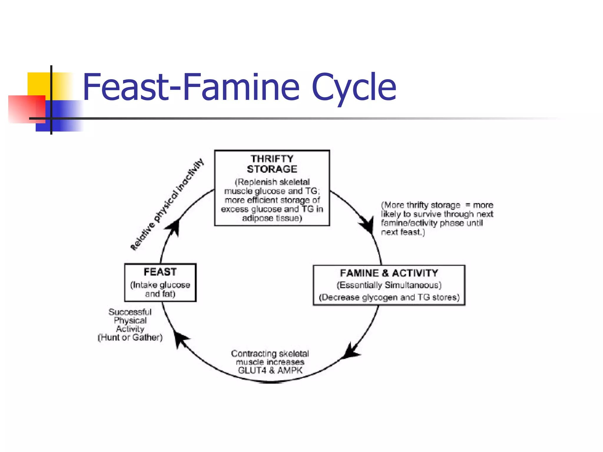 Genetics of Obesity: The thrifty gene hypothesis | PPT