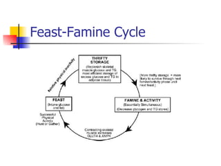 Genetics of Obesity: The thrifty gene hypothesis | PPT