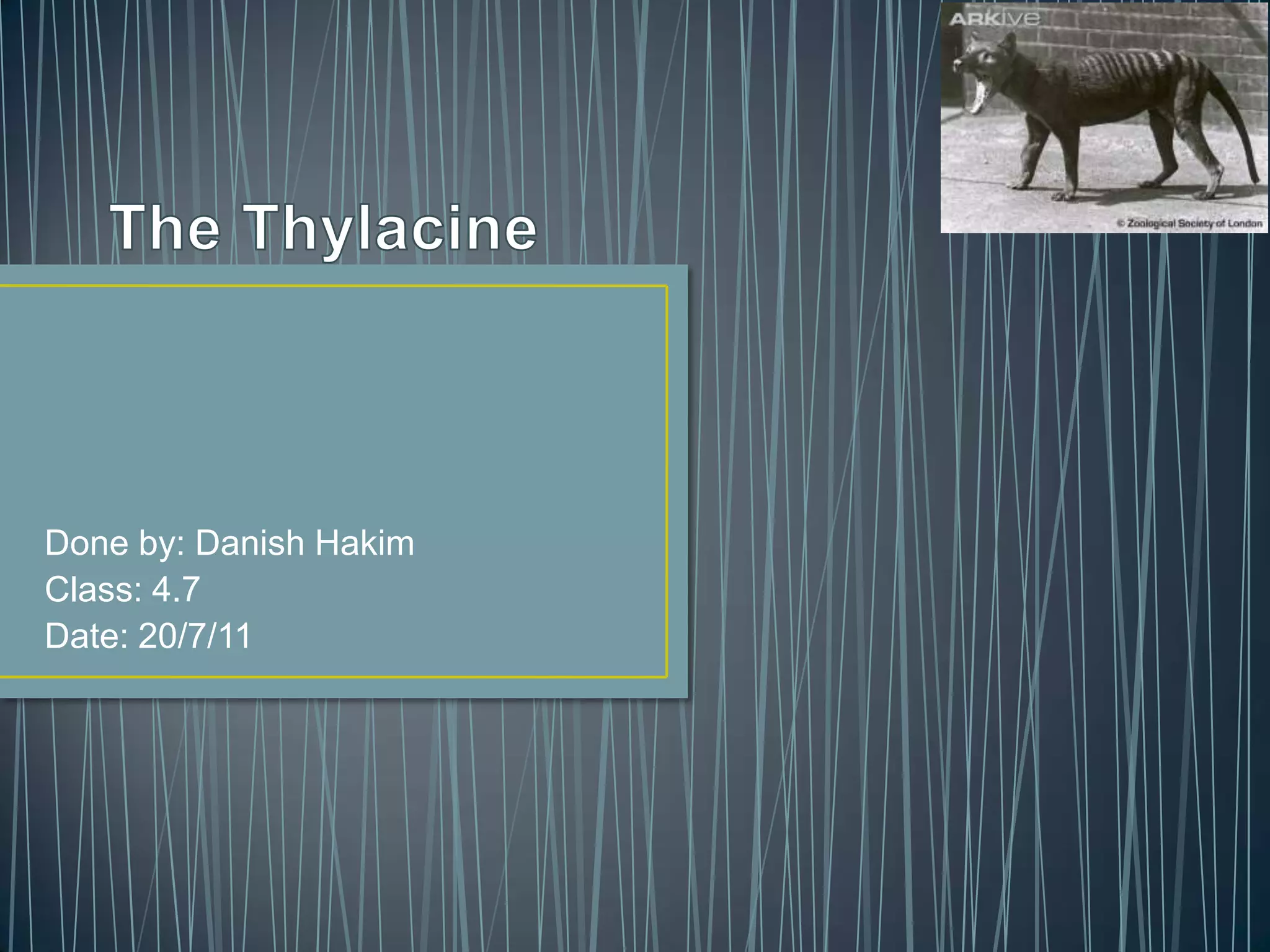 The thylacine | PPTX