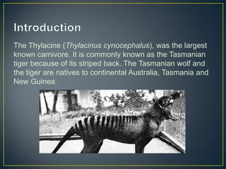 The thylacine | PPTX | Large Animals | Pets