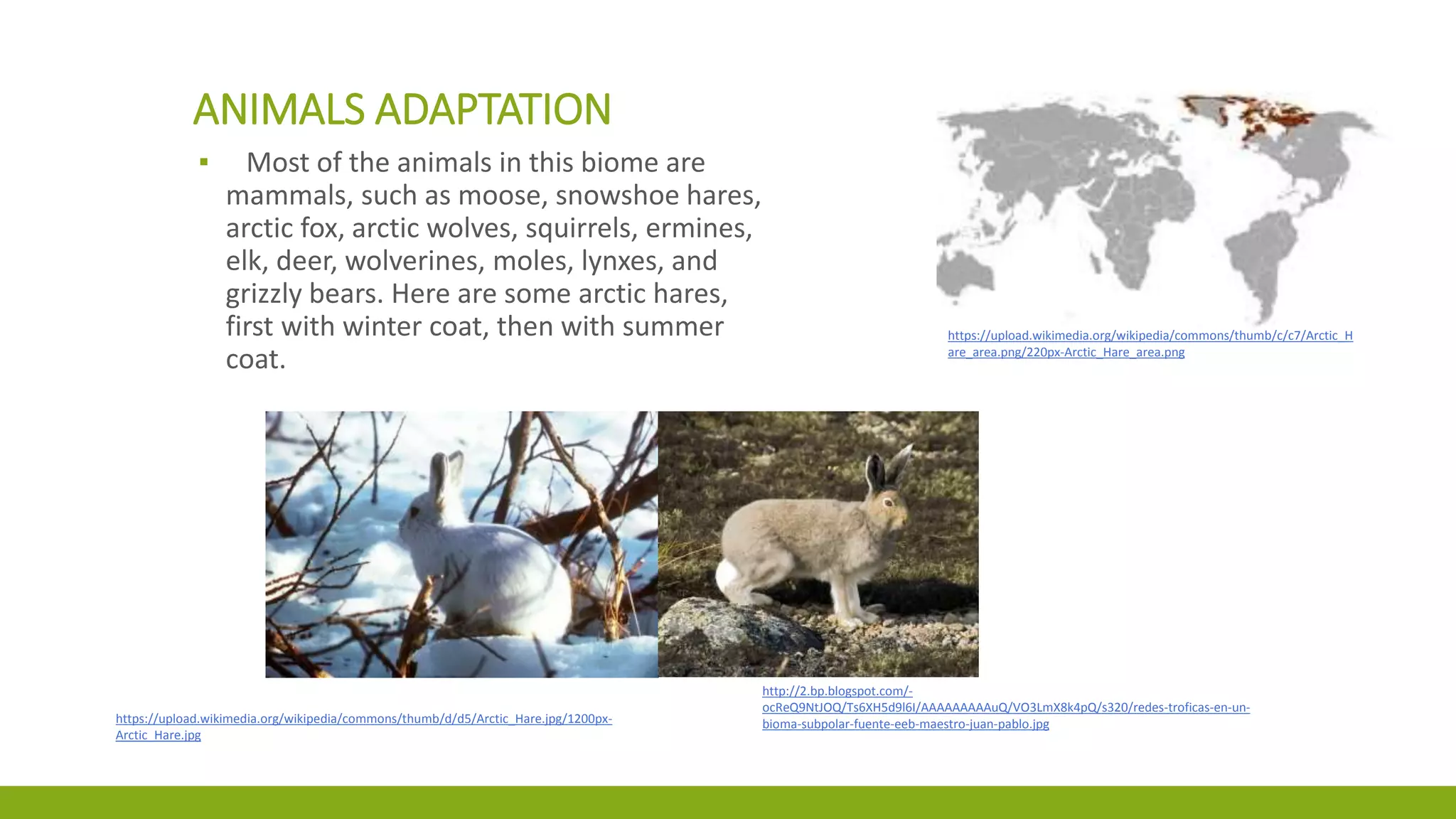 The tiaga is the boreal forest | PPT