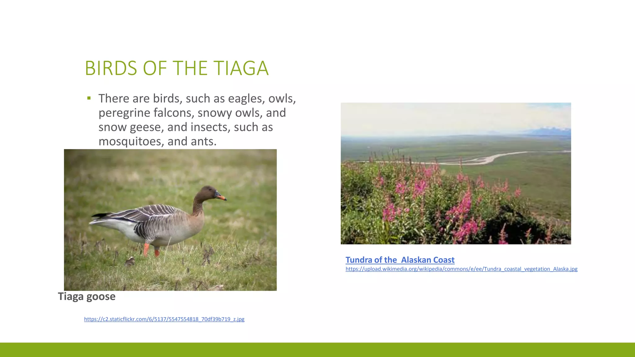 The tiaga is the boreal forest | PPT