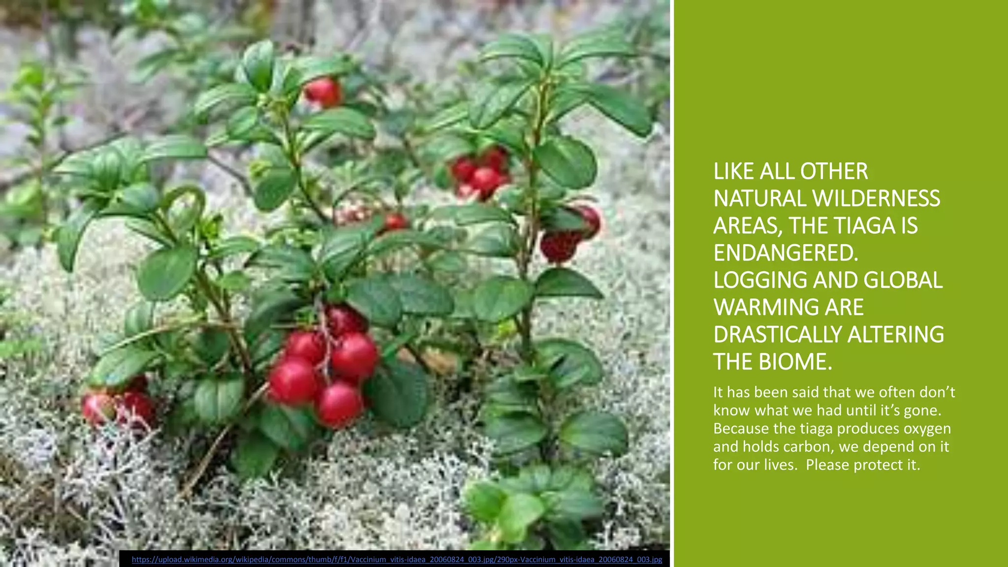The tiaga is the boreal forest | PPT