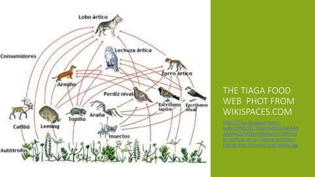 The tiaga is the boreal forest | PPT