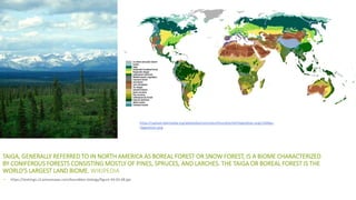 The tiaga is the boreal forest | PPT
