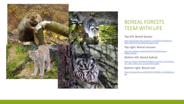 The tiaga is the boreal forest | PPT