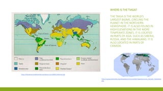 The tiaga is the boreal forest | PPT