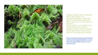 The tiaga is the boreal forest | PPTX