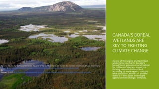 The tiaga is the boreal forest | PPTX