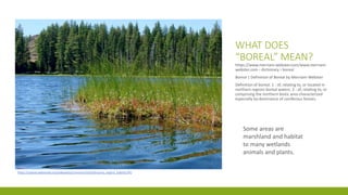 The tiaga is the boreal forest | PPT