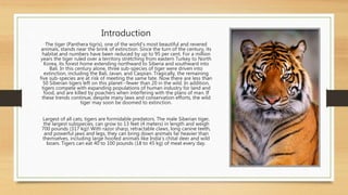 About the Tiger | PPTX