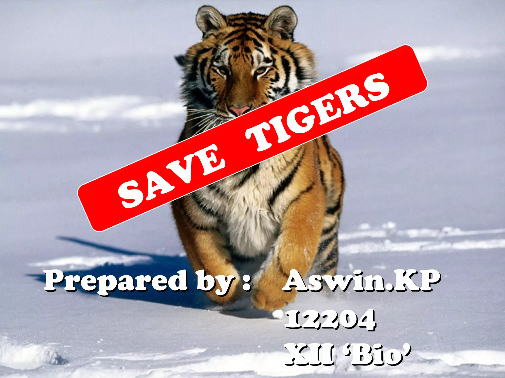 THE TIGER KING (CLASS XII CBSE) | PPT