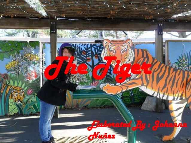 The tiger presentacin de joha | PPTX