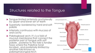 The tongue | PDF