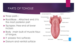 The tongue | PDF