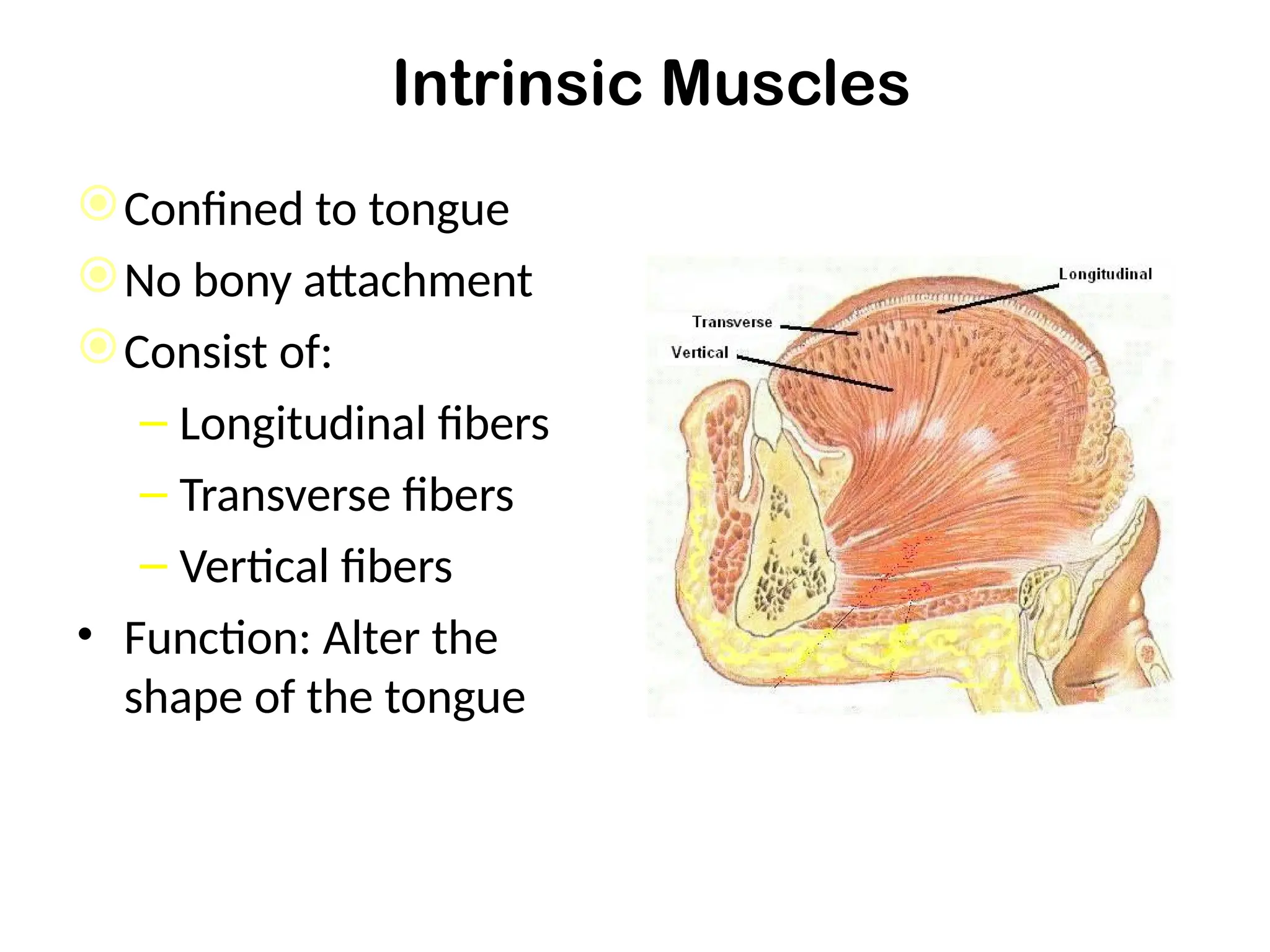 the tongue and Mass of striated muscles covered with the mucous ...
