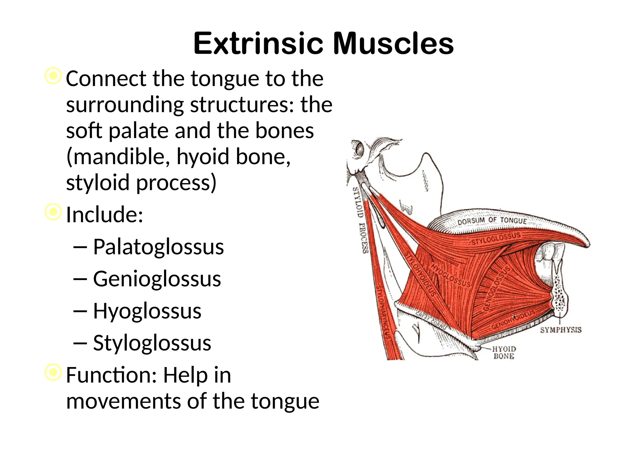 the tongue and Mass of striated muscles covered with the mucous ...