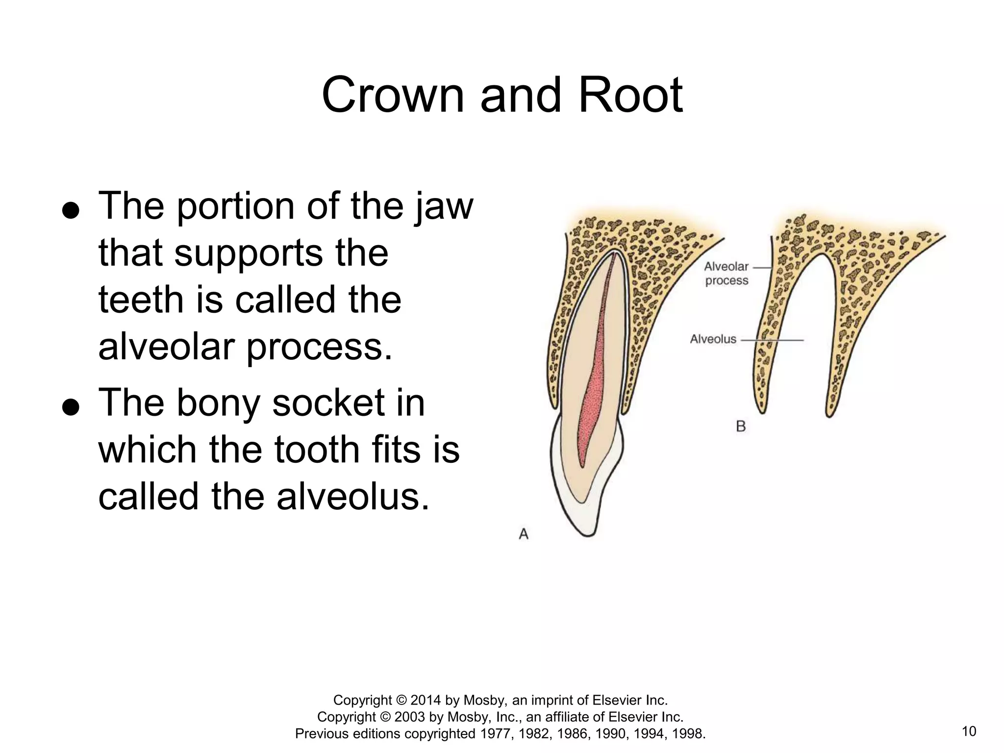 Nomenclature: The tooth functions and terms | PPT